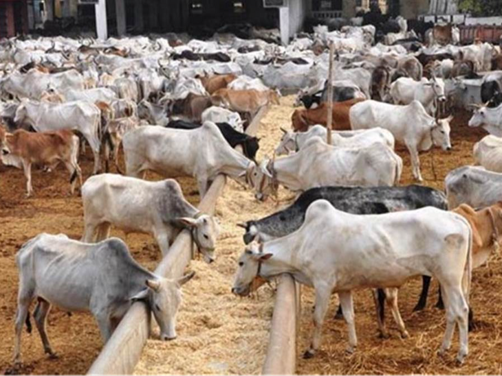 44 cow protection centers will be constructed | 44 गो संरक्षण केंद्रों ...