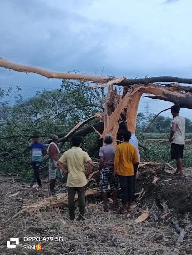 Lightning fell on a tree in village Sonhapur, no casualties | ग्राम ...