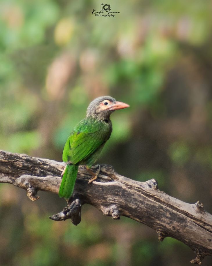 The trilling sound in the barbet's voice, which distinguishes it from ...