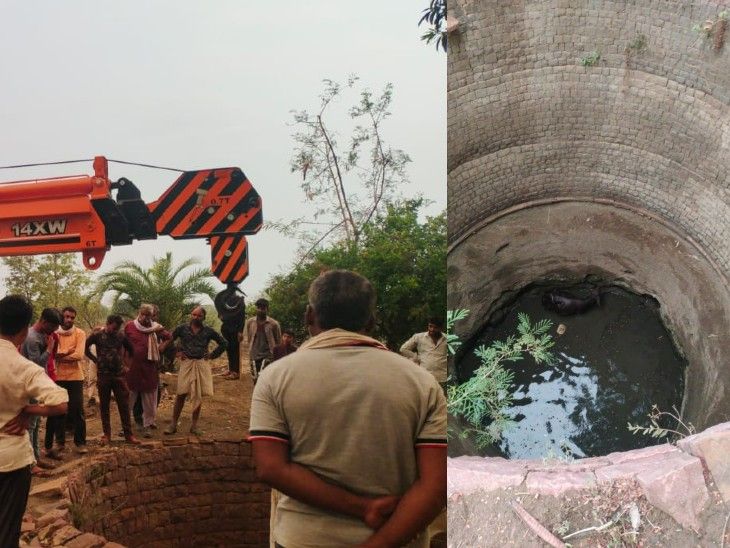 A buffalo fell into a 30 feet deep well in Sagar | सागर में 30 फीट गहरे ...