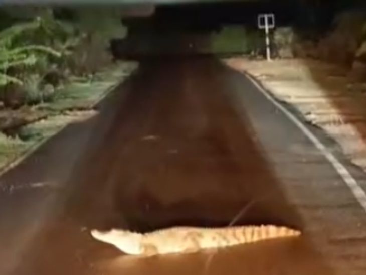 Crocodile seen on road for the first time in monsoon season | मानसून ...