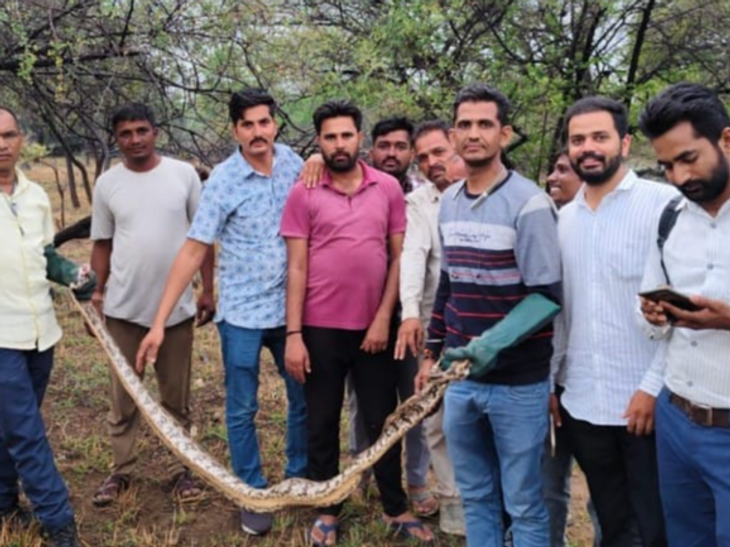 The python hunted the peacock | अजगर ने किया मोर का शिकार: 8 फिट लंबे ...