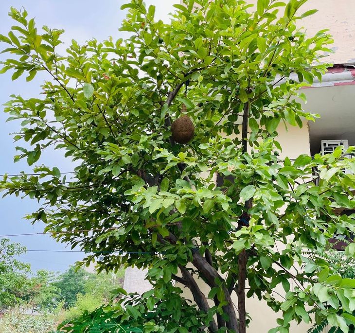 This time too the sting of fruit fly will spoil the taste of guava ...