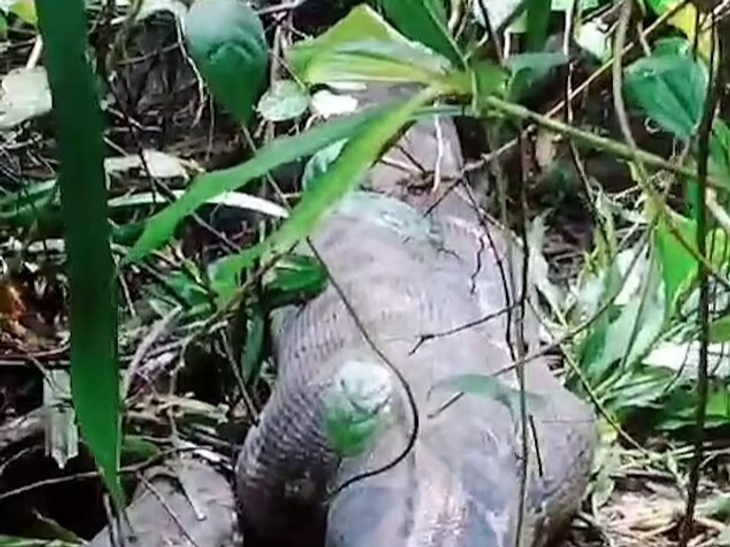 Indonesian Woman Swallowed By Python Near Home, Husband Found Slipper ...