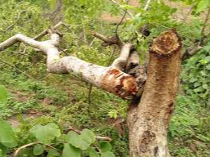 The bullies cut down the forest in Samarsingha | सामरसिंगा में दबंगों ...