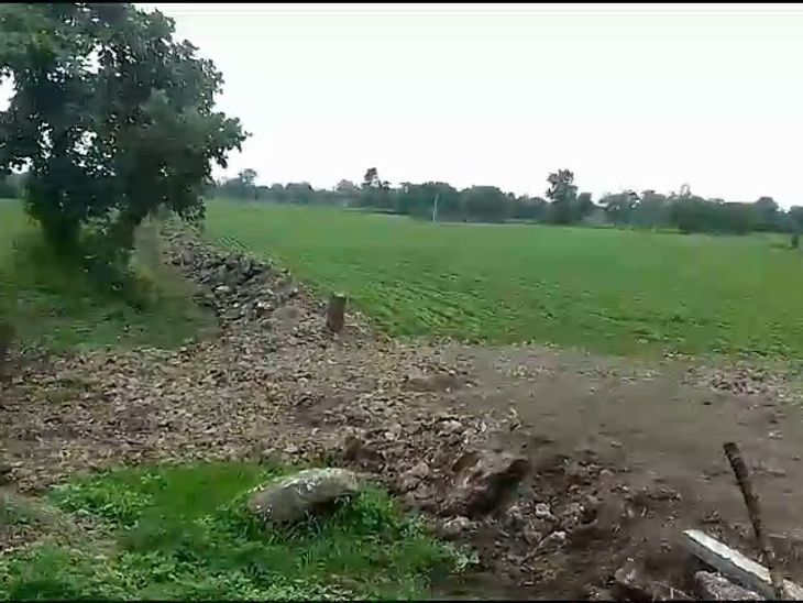 Soybean crops are rotting due to waterlogging in the fields. Farmers ...