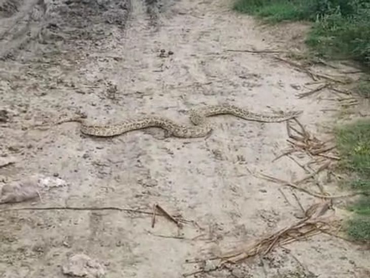 An 8 feet long python was found in a house in Baghpat | बागपत में घर ...