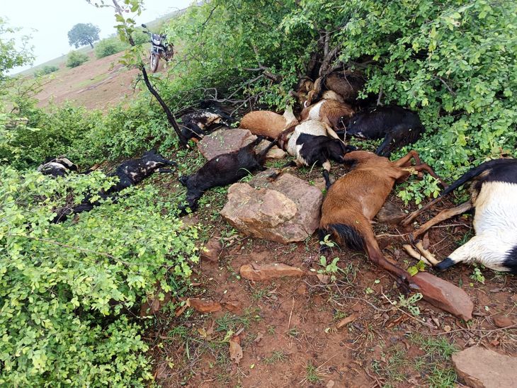 25 goats were struck by lightning