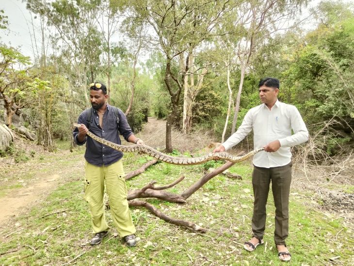 8 feet long python came in the field.The team rescued and released him ...