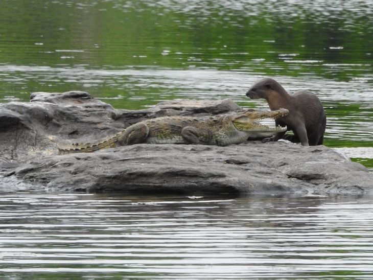 Friendly behavior of otter and crocodile was seen | नजर आया ऊदबिलाव और ...