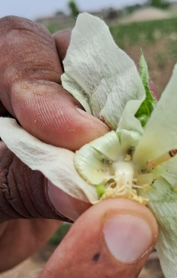 Pink caterpillar infestation begins on cotton-narma: 1.42 lakh hectares ...