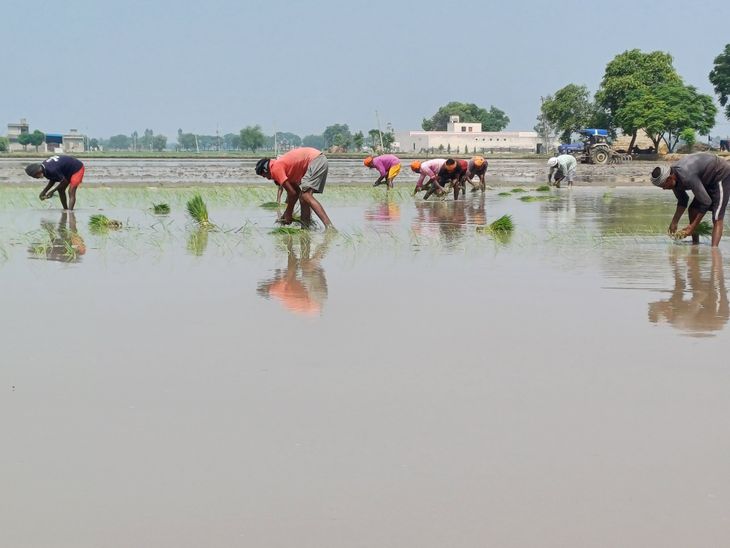 Direct sowing of paddy was done in only 72% of the target area, sowing ...