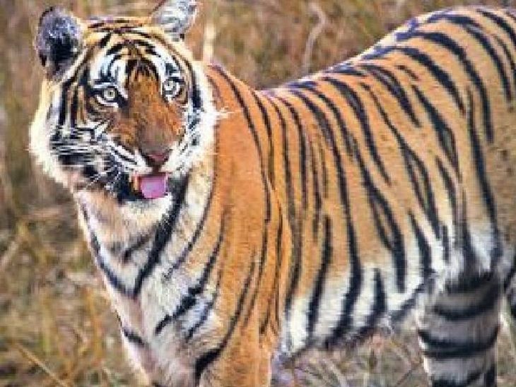 Tiger State Madhya Pradesh is also number 1 in the death of tigers