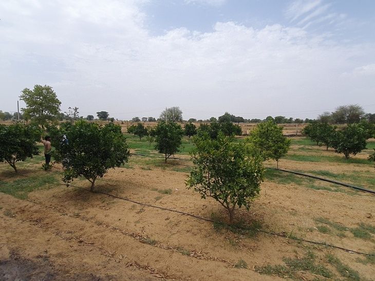 Leaving traditional farming, farmers planted sweet lime crop | परंपरागत ...