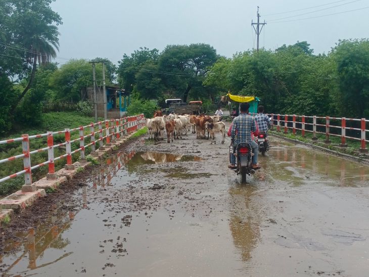Cattle camp on the bridge in Mahagaon Kadim | महागांव कदीम में पुल पर ...