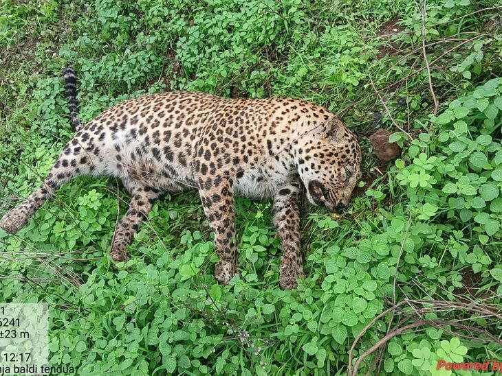Dead leopard found in the forest of Navara Range | नावरा रेंज के जंगल ...