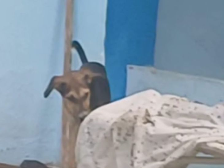 A dog was roaming around the dead body in the hospital premises ...