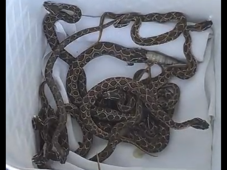 Russell Viper snake gave birth to 35 babies in Sagar | सागर में रसेल ...