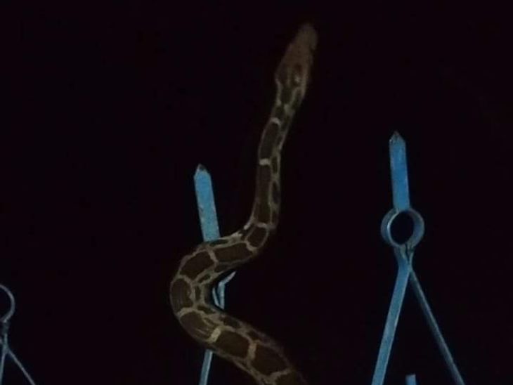 8 feet long python came on the middle of the road | बीच सड़क पर आया 8 ...