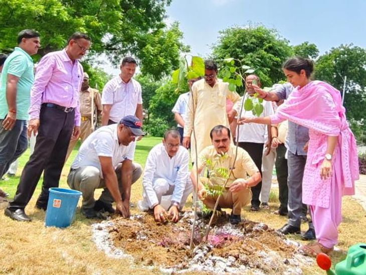 Divisional Commissioner planted Harishankari tree | मंडलायुक्त ने ...