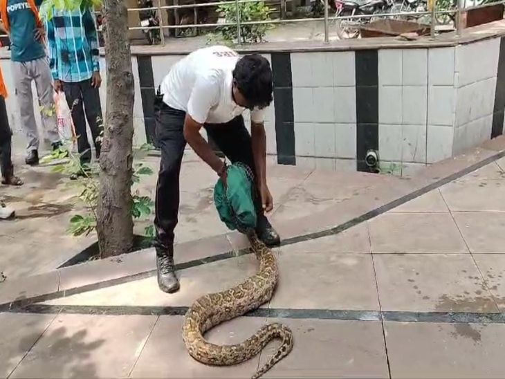 Rajasthan kota 8 feet long python in Kishorpura Muktidham, hunted 3 ...