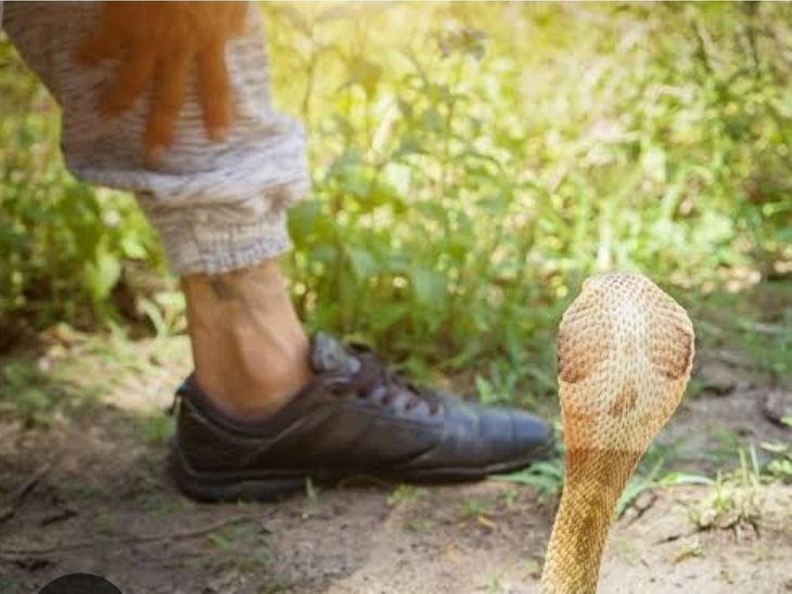 What to do and what not to do in case of snake bite!