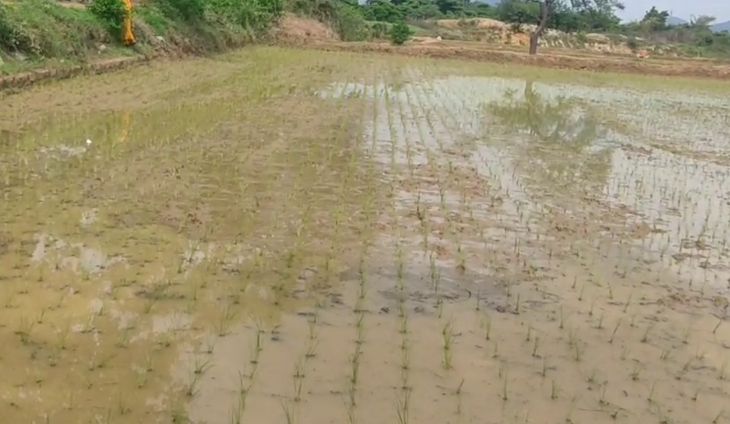 Farmers are growing paddy crop using Sri method in 200 acres