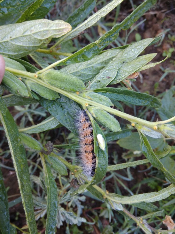 Kharif crops moong, moth, millet, sorghum affected by Katara insect ...