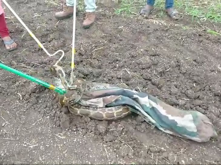 6 feet long python found in the field | खेत में निकला 6 फीट का अजगर: वन ...