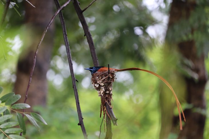 Dudhraj comes here from MP in March-April and returns in July | एमपी से ...