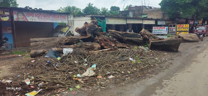 The tree has been lying on the road for 22 days, causing trouble to ...