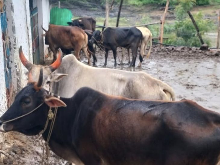 Saikheda police caught them, they were taking 7 animals to Maharashtra ...