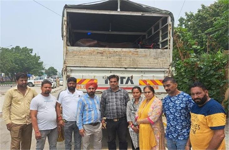 Canter driver arrested along with 9 cows and a calf | 9 गाय और एक बछड़े ...