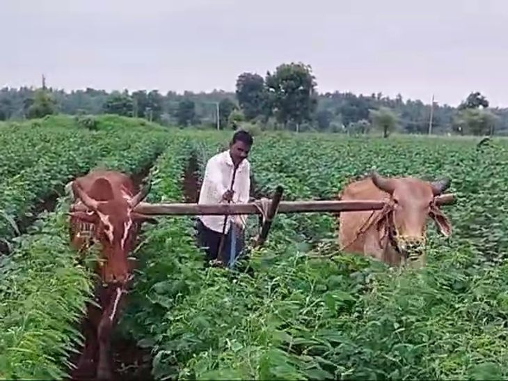 Highest rainfall in the district in Barwah | जिले में बड़वाह में ...