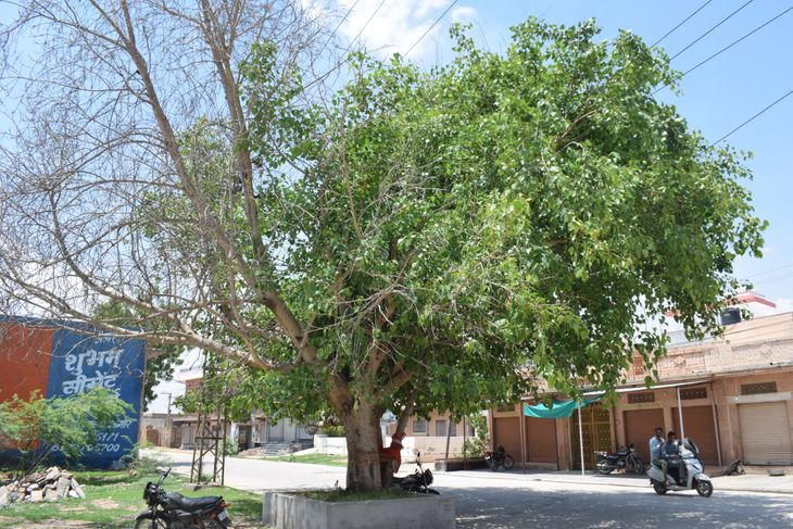 Another tree sprouted from the roots of the Peepal tree, one part dried ...