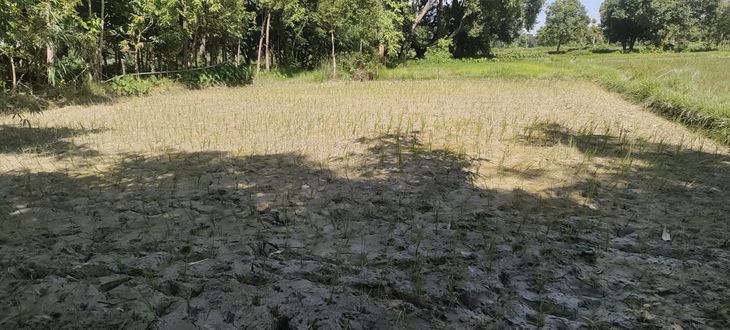 The target of planting paddy was set in 8000 hectares, but due to lack ...