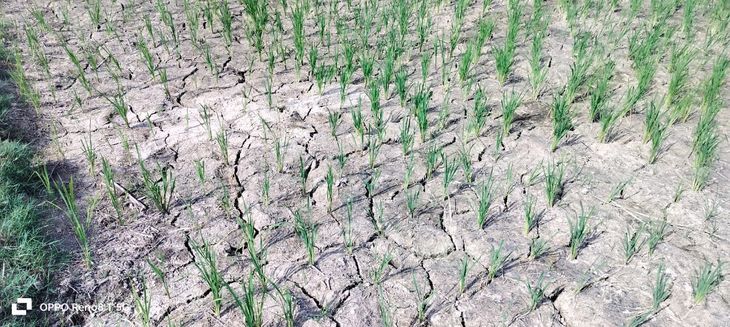 Farmers are upset due to the unfaithfulness of monsoon, there has been ...
