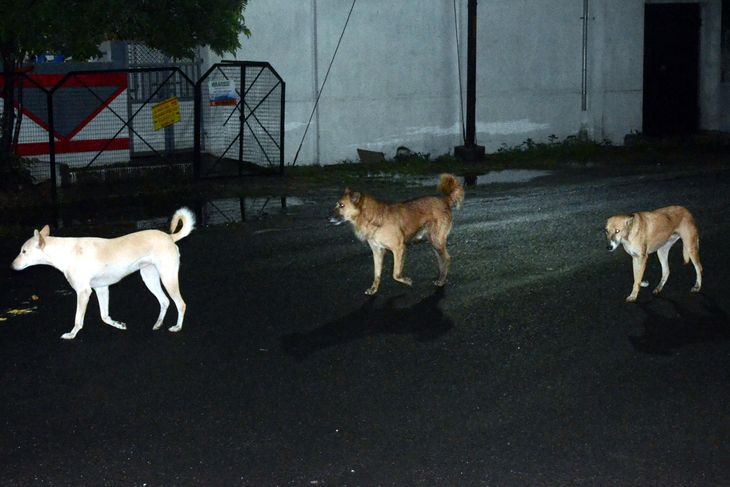 After sterilization, stray dogs became dangerous, started attacking ...