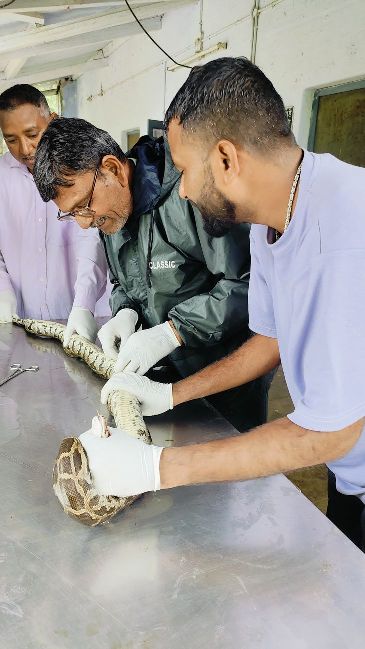 Five feet long python rescued, had a wound on the back, 6 stitches were ...