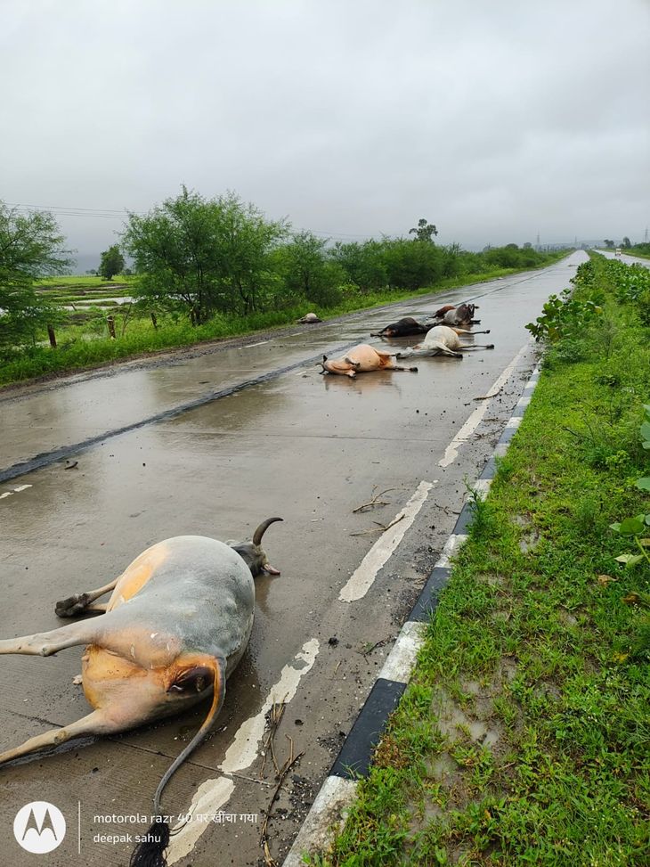 Claims of shifting cows from highway to Gaushala are false, unknown ...