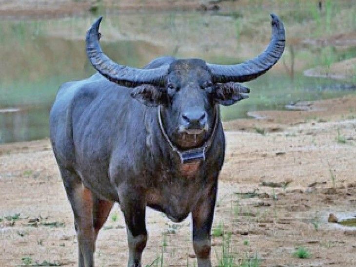 The home of the state animal of Chhattisgarh will change | छत्तीसगढ़ के ...