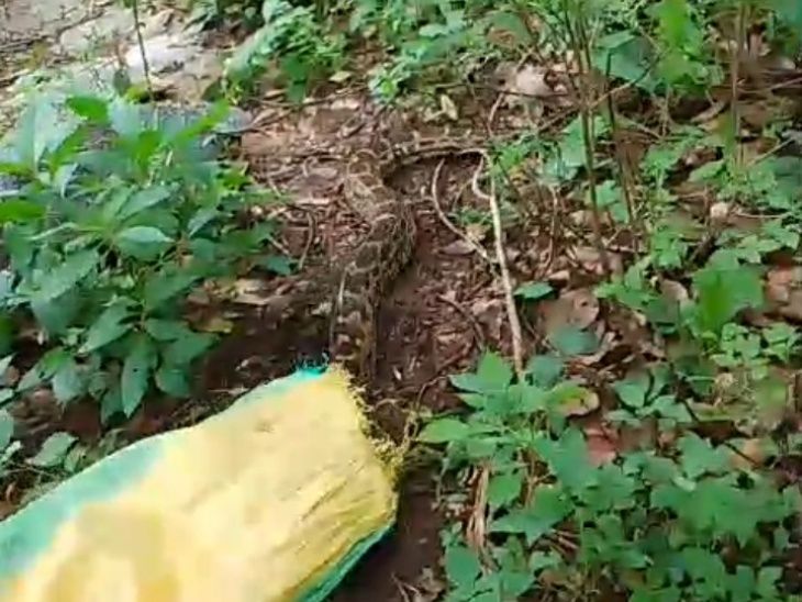 12 feet long python reached the agricultural well Sirohi Rajasthan
