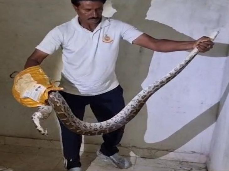 Rajasthan kota 7 and a half feet python rescue in multi story, snake catcher, govind sharma ...