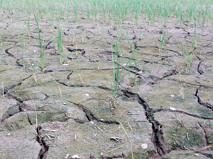 Jind Farmers are waiting for rain Paddy crop started getting spoiled ...