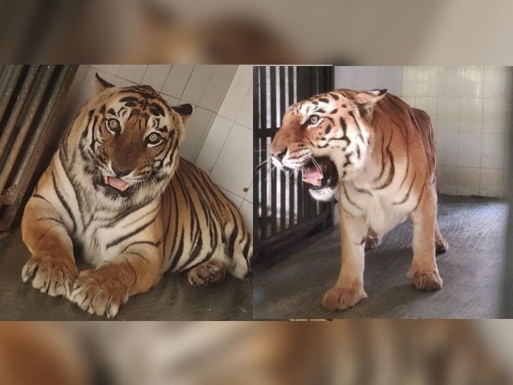 Rajasthan kota Young male-female tiger will soon be brought to Abheda ...