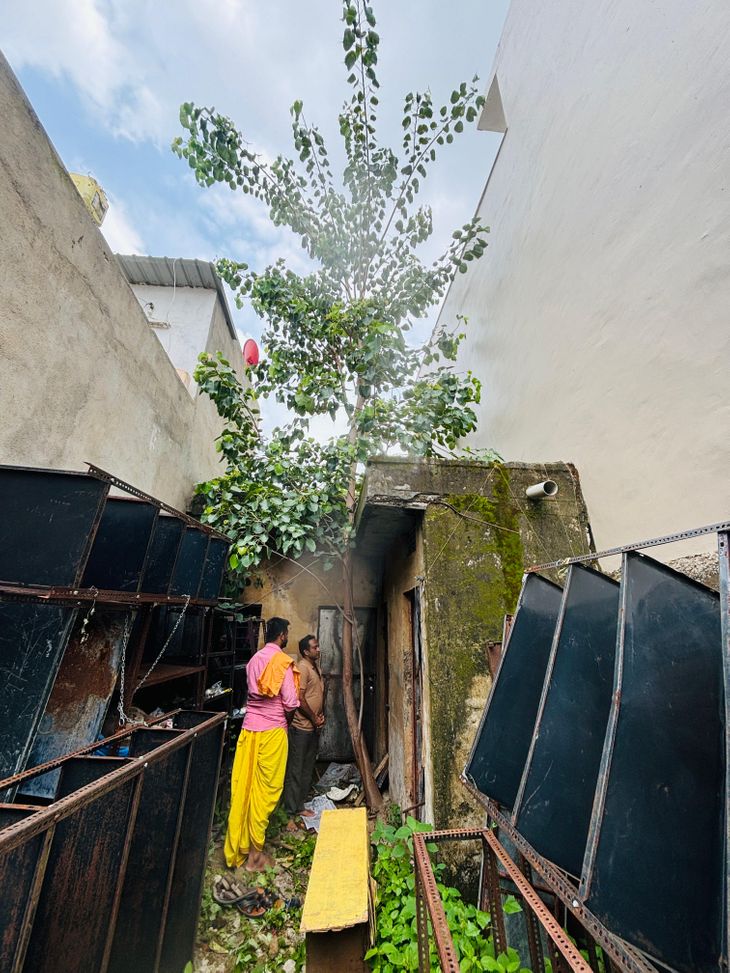Transplanted a 30 feet tall Peepal tree