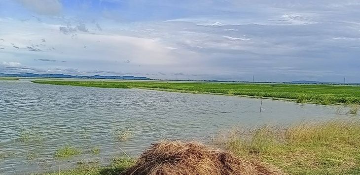 Harohar river water filled the fields of Ghatkusumbha Tal, paddy ...