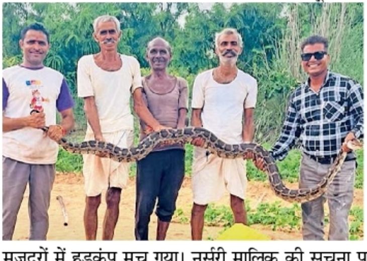 12 feet long and 30 kg female python rescued and released in the forest ...