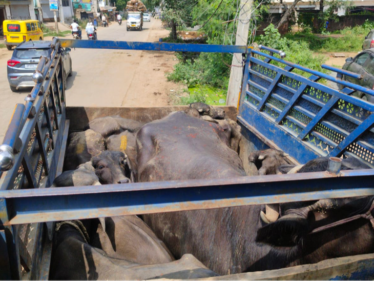 Police took action against 10 loading vehicles | पुलिस ने 10 लोडिंग ...