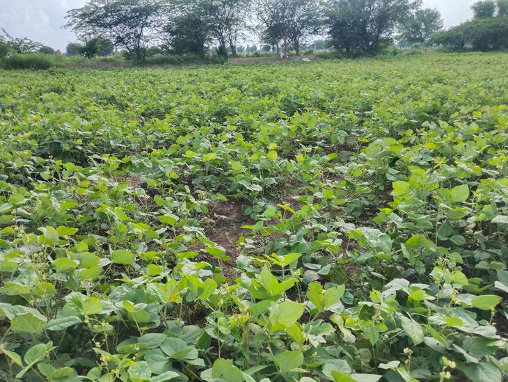 Insects are thriving in crops due to moisture, black spots are forming ...